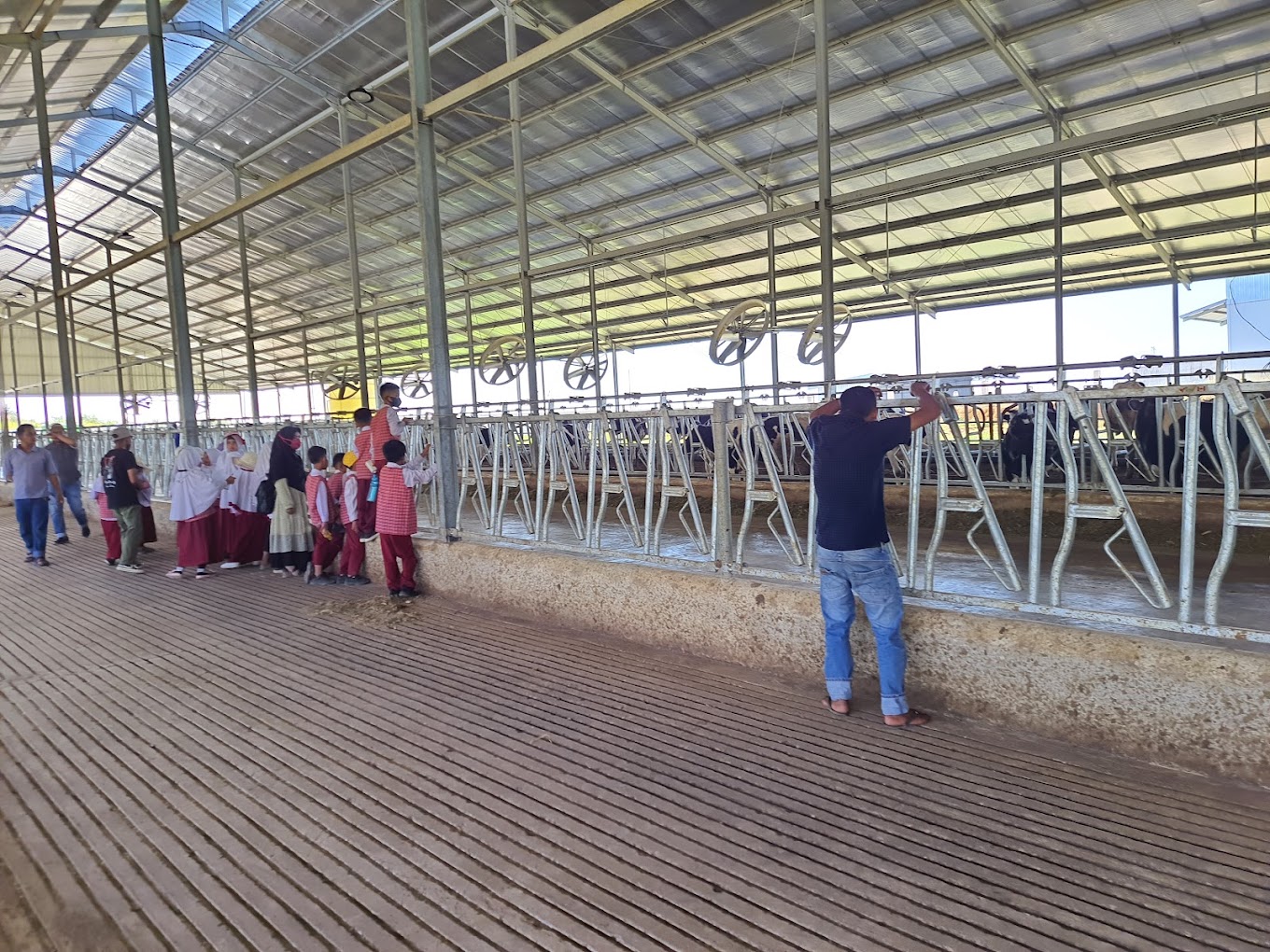 Serunya Wisata Edukasi di Sirukam Dairy Farm - West Sumatra 360