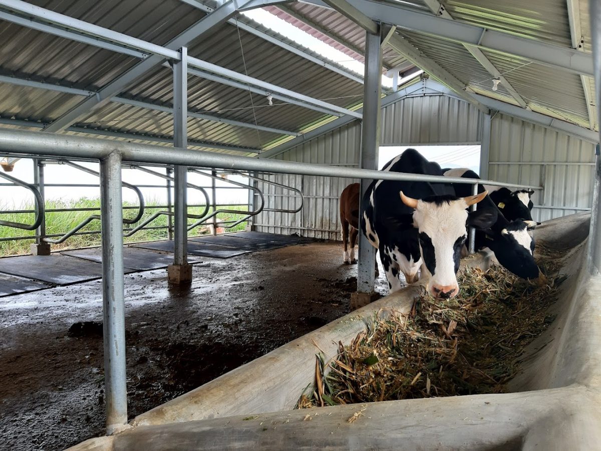Serunya Wisata Edukasi di Sirukam Dairy Farm - West Sumatra 360
